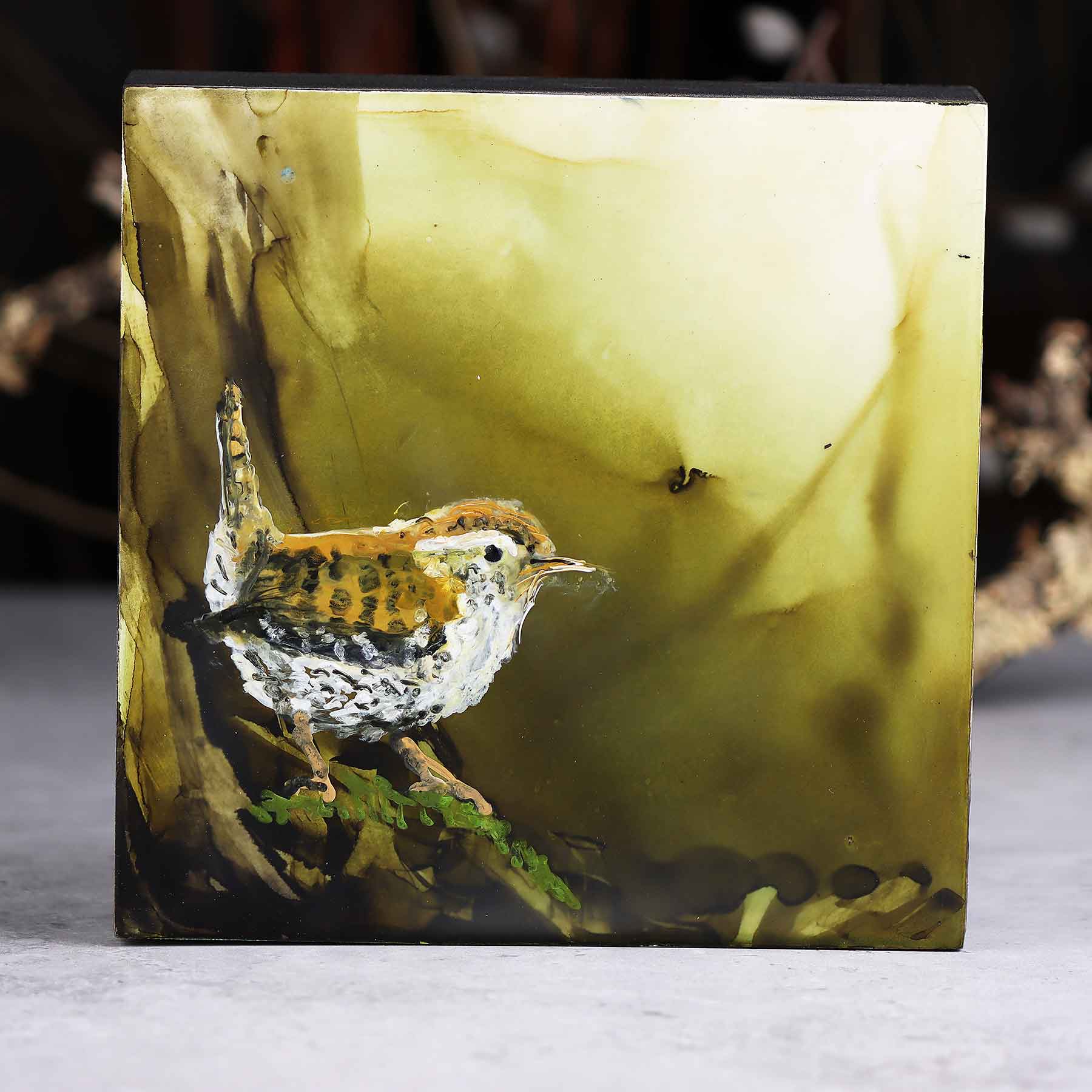 Carolina Wren, 6X6